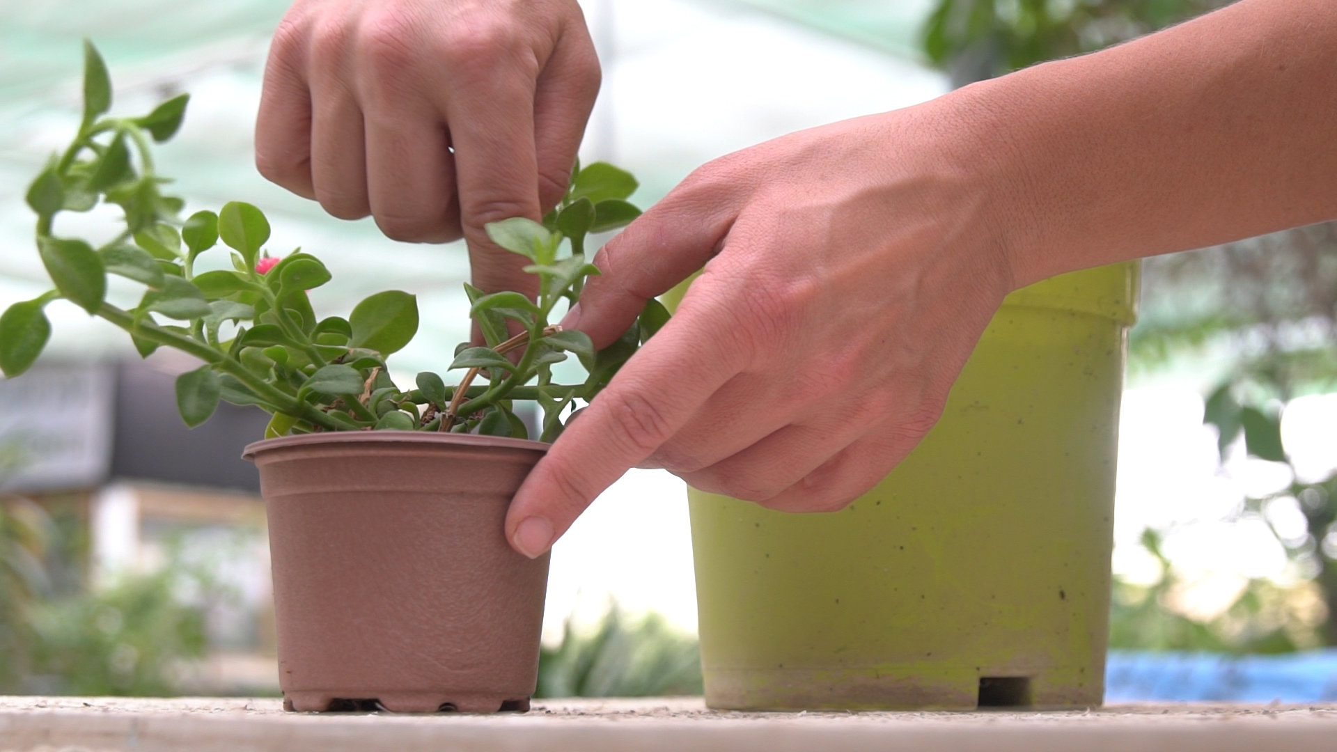 Hadiqaa - Gardening Basics in the Gulf
